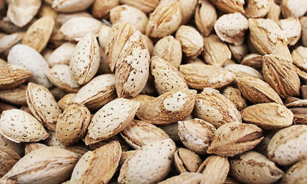 Kashmiri Mamra Almond with shell – Darakth